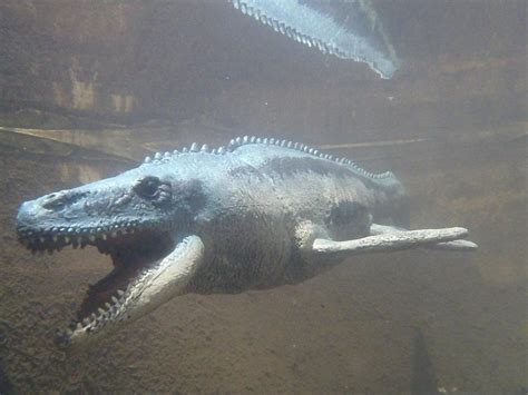 Mosasaurus Wallpapers Wallpaper Cave