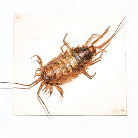 Specimen Showcase Cockroach In The Sea