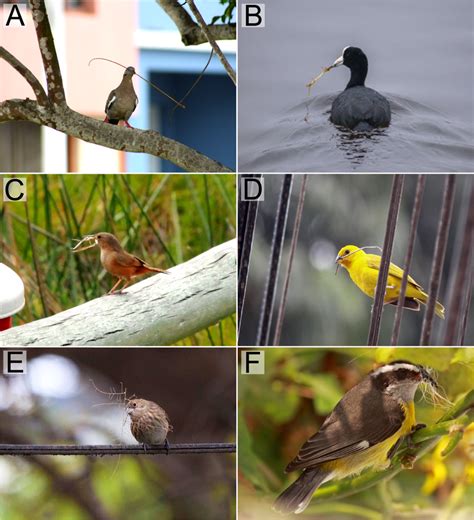 Examples Of Records Carrying Nesting Material For Location Details Download Scientific