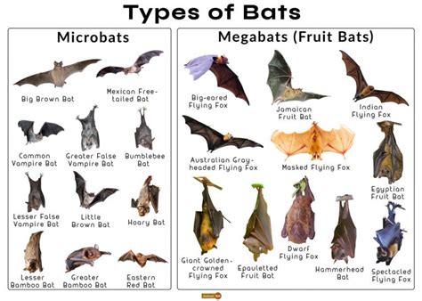 Bat Types Facts Classification Habitat Diet Adaptations Pictures