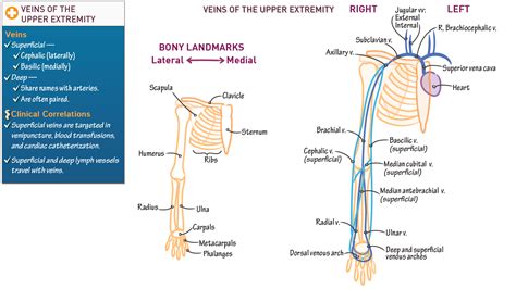 Gross Anatomy Veins Of The Upper Extremity Ditki Medical