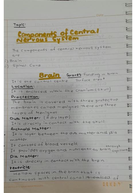 SOLUTION Human Brain Briefly Explained Studypool