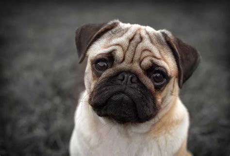Pug Vs Frenchie