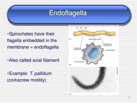 Ppt The Prokaryotes Powerpoint Presentation Free Download Id3026123