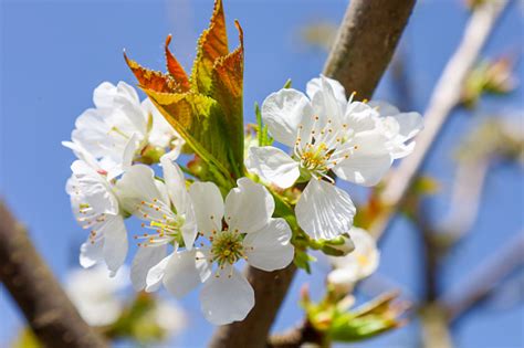 푸른 봄 하늘을 배경으로 얇은 가지에 밝은 노란색 수술이 있는 섬세한 흰색 벚꽃이 피었습니다 가장자리가 붉은빛을 띤 어린 녹색 잎이 꽃 옆에서 막 펼쳐지기 시작합니다 0명에