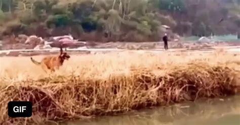Belgian Malinois Perfectly Jumps Across River 9GAG