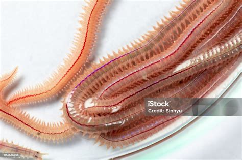 모래 벌레 실험실에서 교육에 대 한 상대적으로 얕은 수 위와 해변 지역에 살고 과립에 대한 스톡 사진 및 기타 이미지 Istock