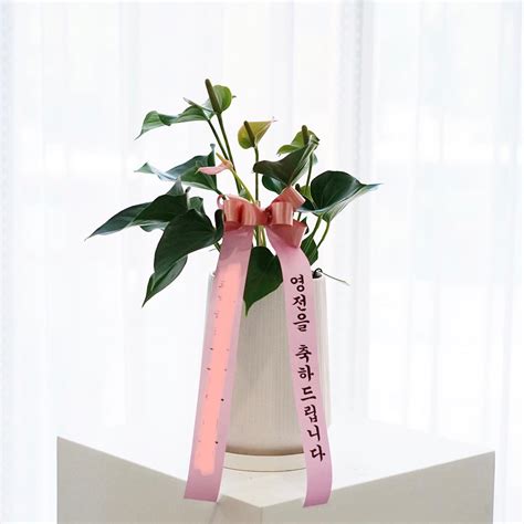 크림 드 로즈 여의도 로 배송해드린 영전 축하 화분 안스리움 화분 영전축하화분 인사동