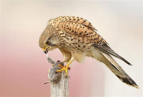Kestrel Art Pixels