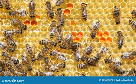 Harmonious Development Of The Bee Colony Stock Image Image Of Apiary Nature