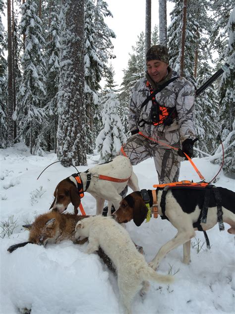 Treeing Walker Den Ultimate Rovvilthunden Norvilt