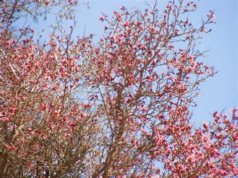 祁连山国家公园张掖分局生态文化系列 野生植物篇28 中国自然保护区生物标本资源共享平台