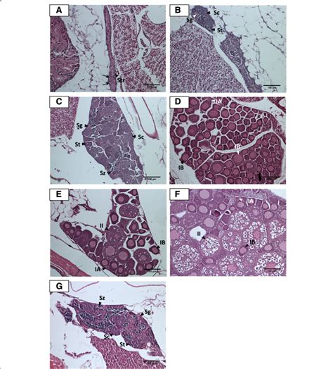 Histological Analysis Of Gonads Of 60 Dpf Untreated Control A F And