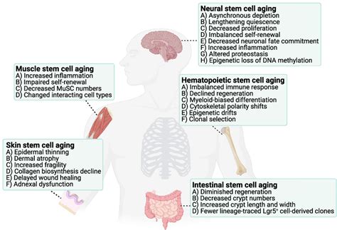 Figure 1 From A Stem Cell Aging Framework From Mechanisms To Interventions Semantic Scholar