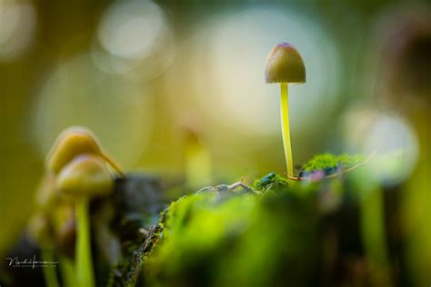 don t mistake depth of field with bokeh fstoppers