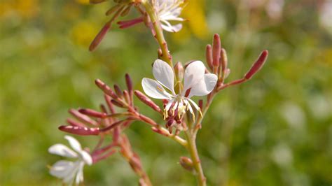 Gaura Chicago Botanic Garden