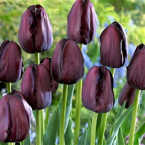 Тюльпан Кафе Нуар - описание и фото сорта в каталоге