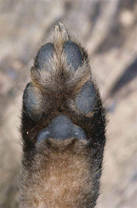 Fox Beans Rtoebeans