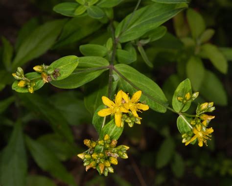 Hypericum Punctatum Spotted St Johns Wort