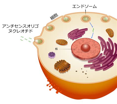 核酸創薬の総合支援サービス Axcelead Drug Discovery Partners株式会社