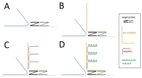 Branched Chain Dna Bdna Assay For Detecting Target Sequences On