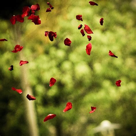 Grass Depth Of Field Trees Wallpapers Hd Desktop And Mobile Backgrounds