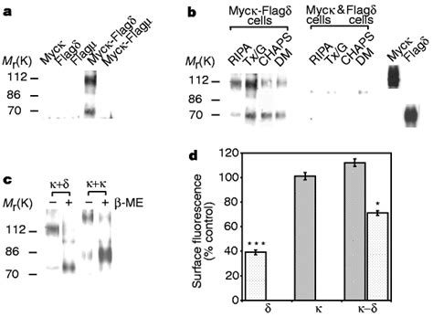 G Protein Coupled Receptor Heterodimerization Modulates Receptor