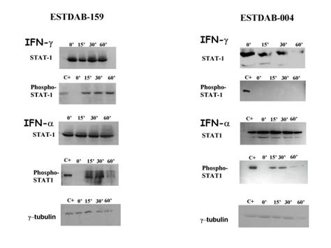 The Expression And The Activation Of Stat Proteins Cells Were Treated