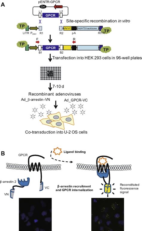 Schematic Overview Of The Adenovirus Based B Arrestin Bifc Assay A