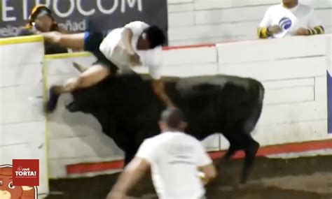 Video Torazo el Quintero le abre el estómago de cornada a improvisado