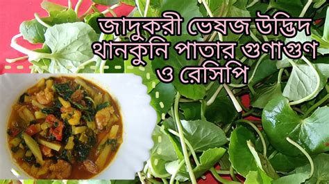 জাদুকরী ভেষজ ওষুধি উদ্ভিদ থানকুনি পাতার গুণাগুণ ও রেসিপি।। The