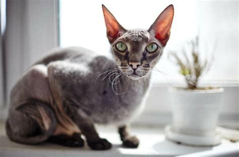 Nacktkatzen Katzen Fast Ohne Fell Miamor