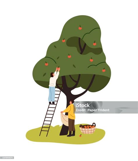 농장 노동자들이 바구니에 사과를 모으고 있다 농부들은 함께 일하고 정원에서 수확한 것을 픽업합니다 농사를 짓는 사람들은 사다리로 과일 나무에서 작물을 수집합니다 흰색 배경에