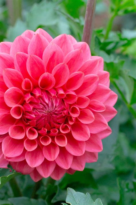 Florelie Paradise Florelieau