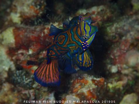 Synchiropus Splendidus Ai Fish Id