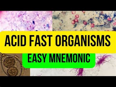 Acid Fast Organisms Easy Mnemonic YouTube