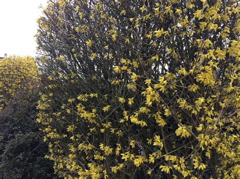 Photograff Une Envie De Jaune