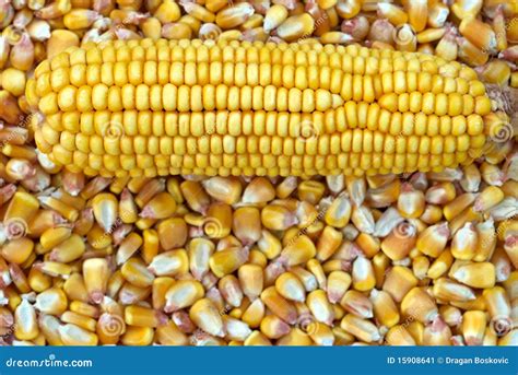 Corn Cob And Corn Kernel Stock Image Image Of Closeup 15908641