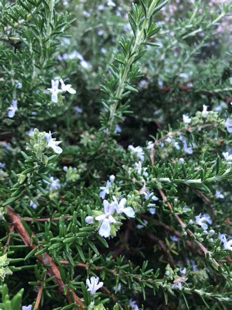 Prostrate Rosemary Basilea Living Herbs Brisbane