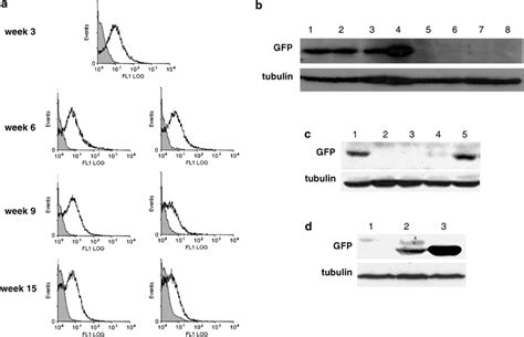 Long Term Expression Of Egfp In Hematopoietic Progenitor Cell Lines Download Scientific Diagram