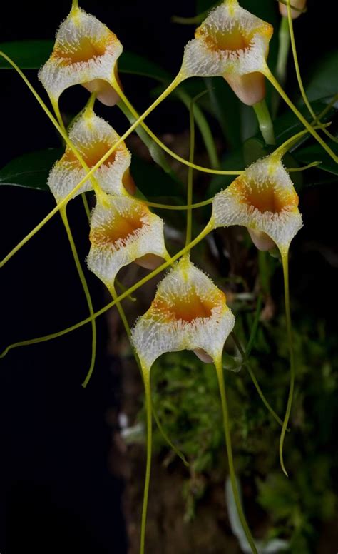Masdevallia Strobelii Hermosas Flores Amarillas Y Blancas