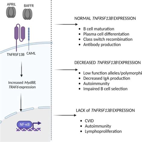 The Locations Of Detected Missense Variants In 3d Taci Protein Download Scientific Diagram