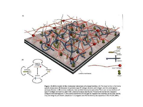 Фибронектин Figure 1 Fibronectin Primary Structure The