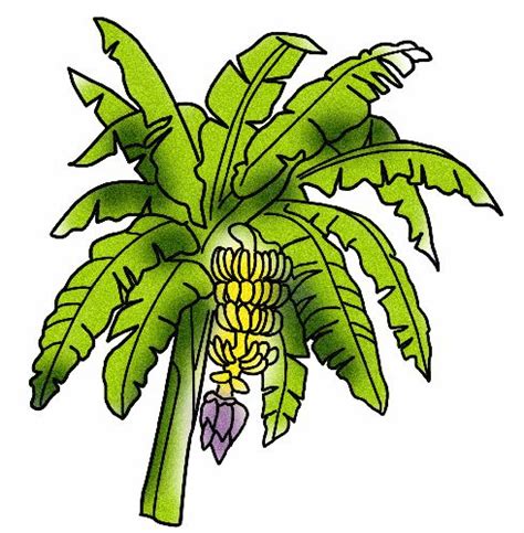 Banana Tree Drawing ClipArt Best