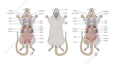 Mouse Anatomy Illustration Stock Image C0471852 Anatomy Of