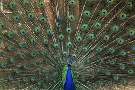 Carnal Knowledge The Allure Of The Peacock Both Human And Avian