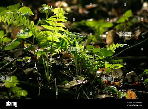 Ferns Growing On Forest Floor Hi Res Stock Photography And Images Alamy