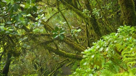 Trees Forest Jungle Free Stock Video Pixabay