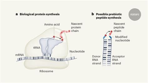 Amino Acids Protein Synthesis