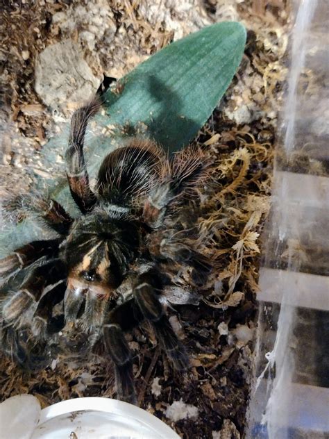 P Sp Machala Female And Presumed Male R Tarantulas